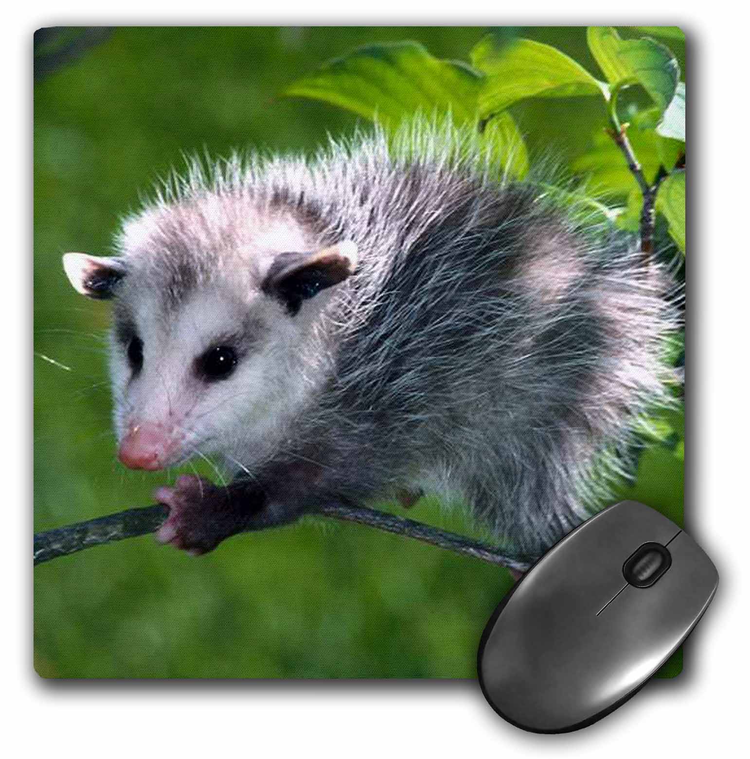 3dRose Opossum, Mouse Pad, 8 by 8 inches - Walmart.com
