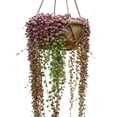 String of Watermelon Live Plants, Easy Indoor Trailing Succulent in 2.5 ...