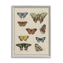 Stupell Industries Gray Framed Butterfly Study Wall Art 24x30 by Daphne ...