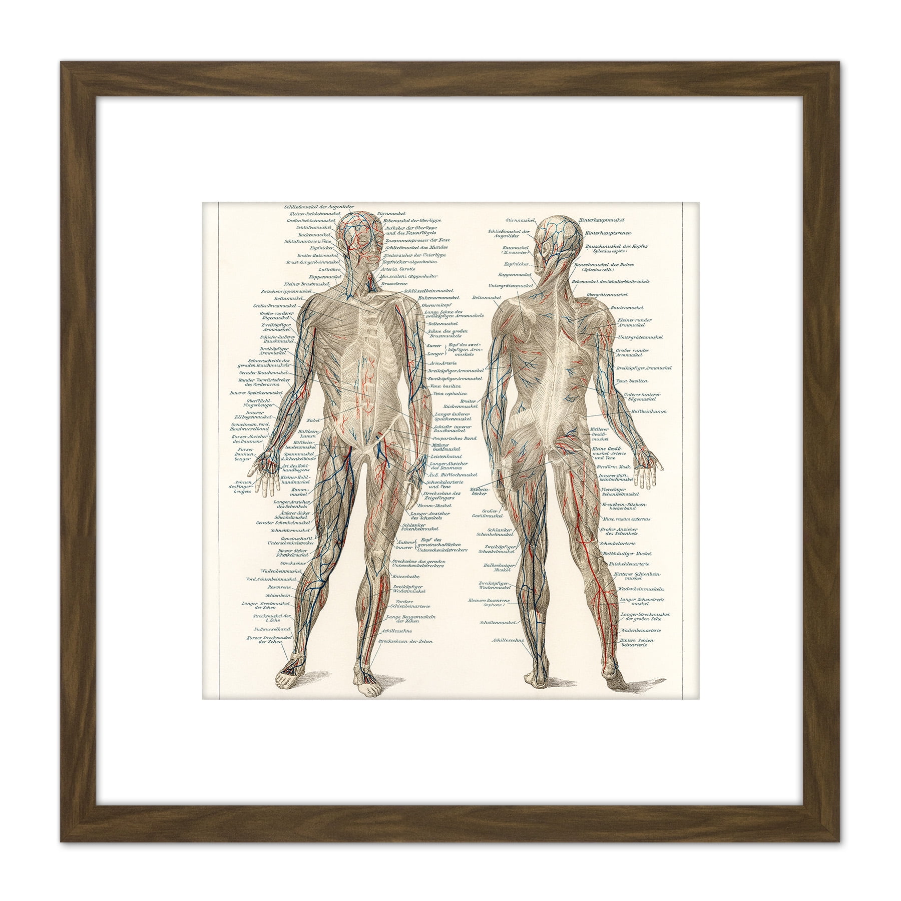 Meyers Konversations Lexikon 1894 Human Muscles Diagram 8X8 Inch Square ...