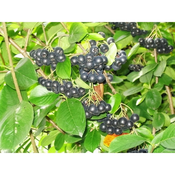 50 BLACK CHOKEBERRY Aronia Melanocarpa White Flower Shrub Seeds - Walmart.ca