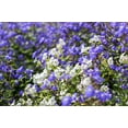 Seedville 50 Browallia Flower Seeds, Amethyst Flower Bush Violet ...