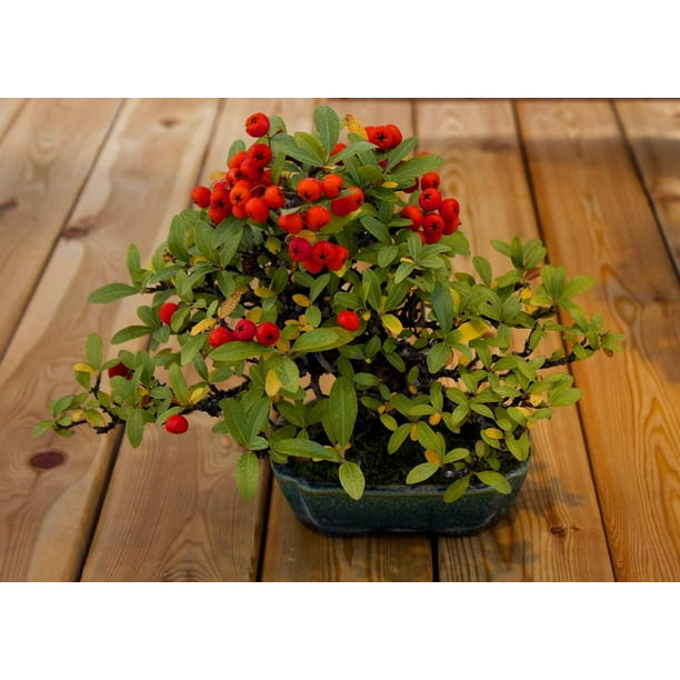 Bonsai Firethorn Tree Seeds - 50 Seeds to Plant - Walmart.com
