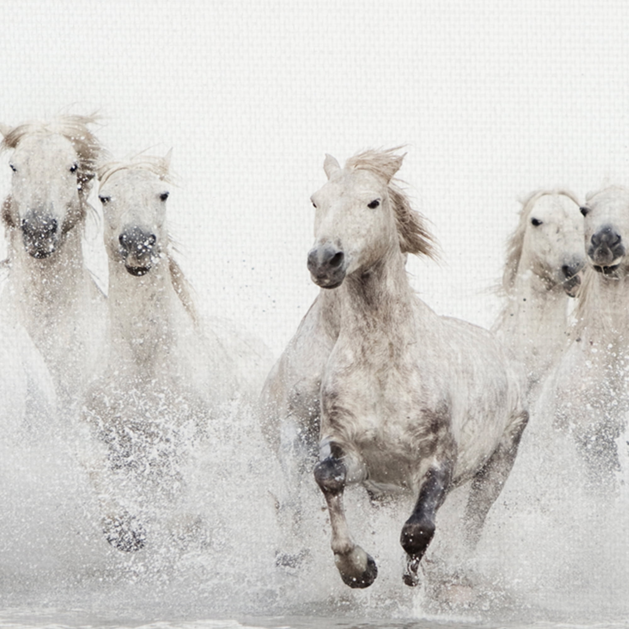 White Horses Running