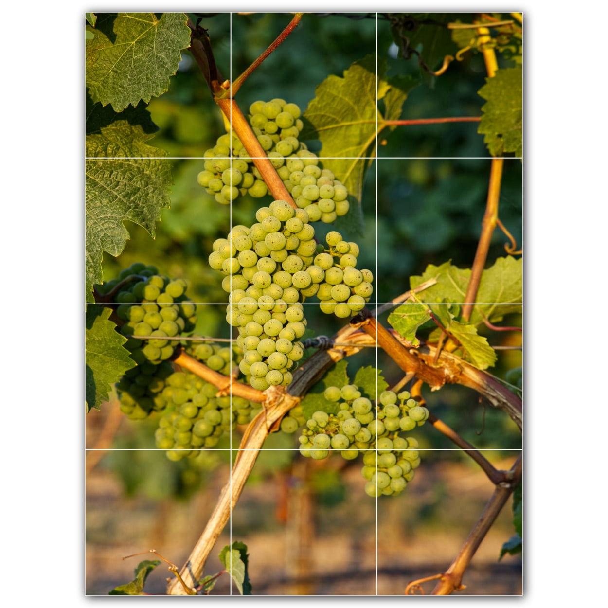 Picture-Tiles.com: Wine Ceramic Tile Wall Mural WAL501207-34M. 18"W x ...