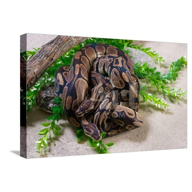 Burmese Albino Python