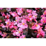 25 WAX MIXED BEGONIA Semperflorens Fibrous Mixed Colors Red Pink White ...