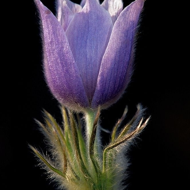 Manitoba Provincial Flower