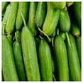 Everwilde Farms - 1/4 lb Straight Eight Cucumber Seeds - Gold Vault ...