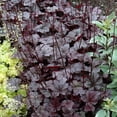 Pack 3 Heuchera Plants Live, Coral Bells Plants 4-7” Tall for Shade ...