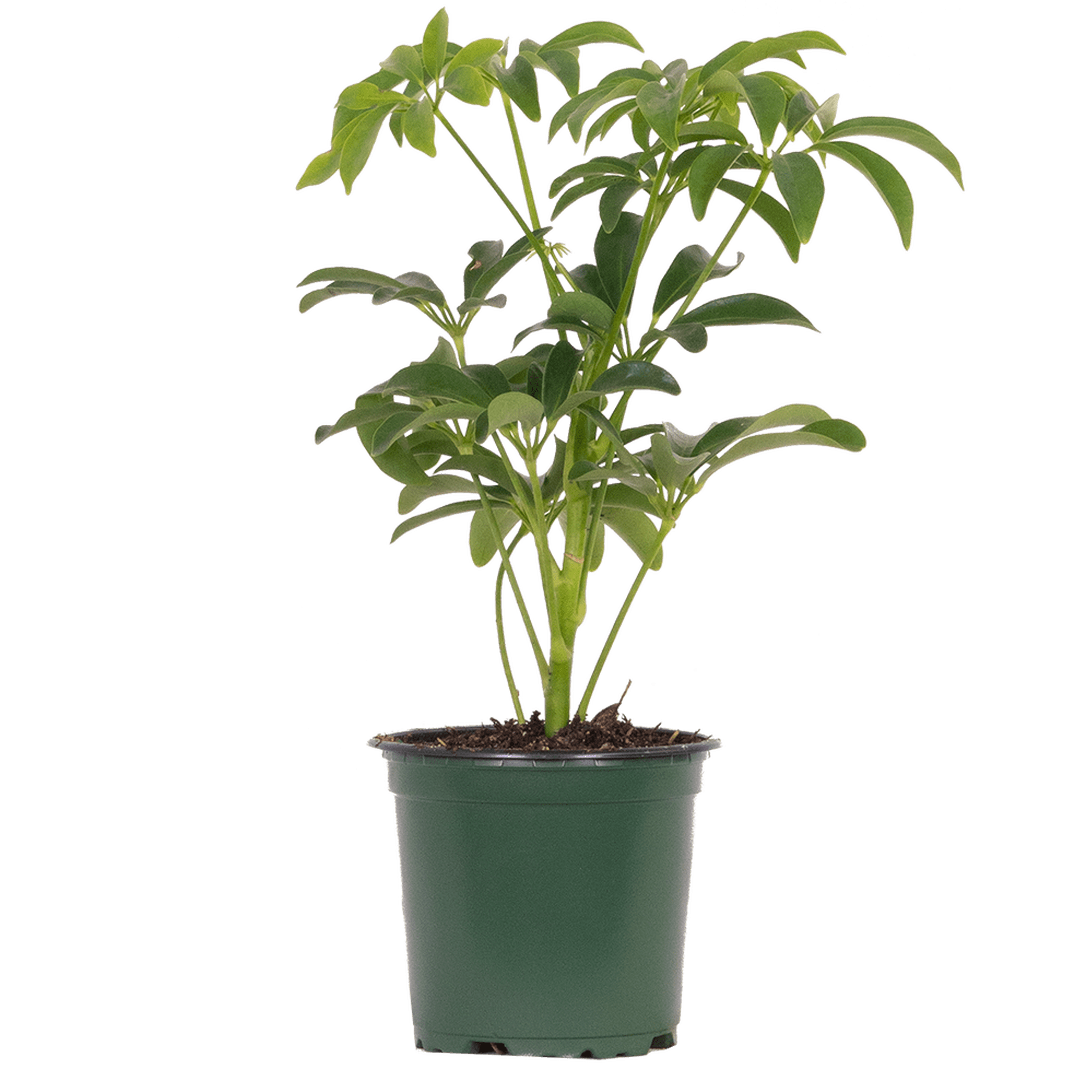 Click here for Plantsome Schefflera Arboricola (S) Live Plants In... prices