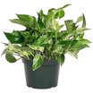 American Plant Exchange Desert Rose Single Bloom, 5-Inch Pot, Flowering ...