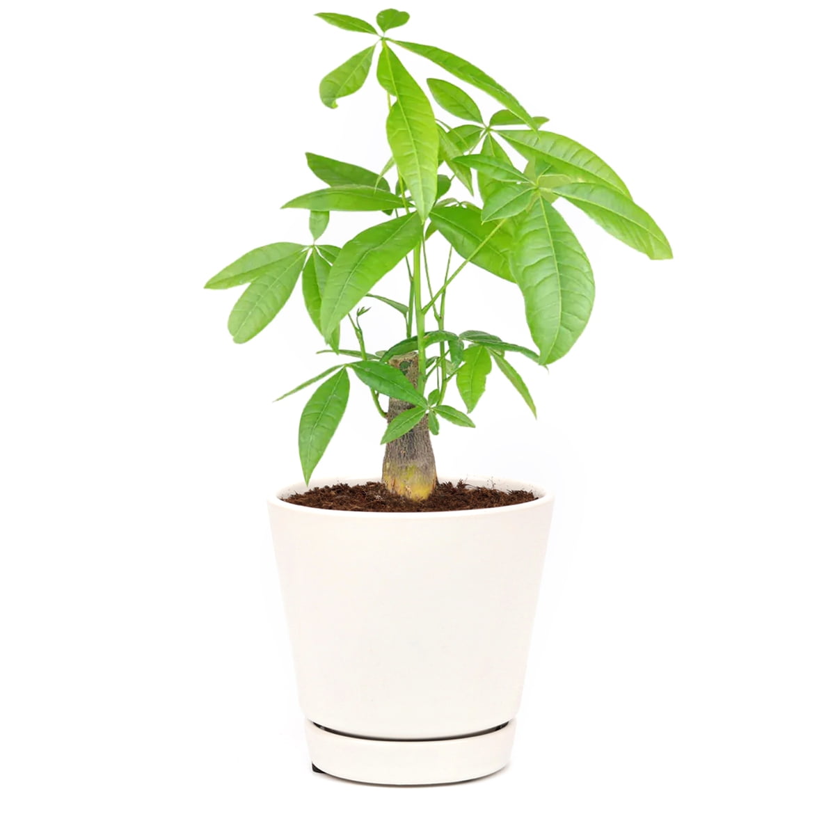 Pachira Stump Money Tree - Feng Shui Lucky Money Tree ( 4"+ Minimalist ...