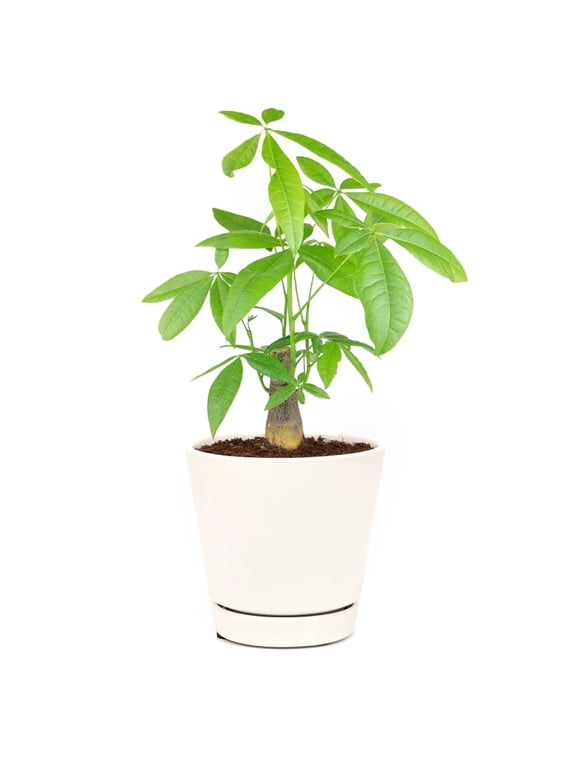 Money Tree Plants in Indoor Plants - Walmart.com
