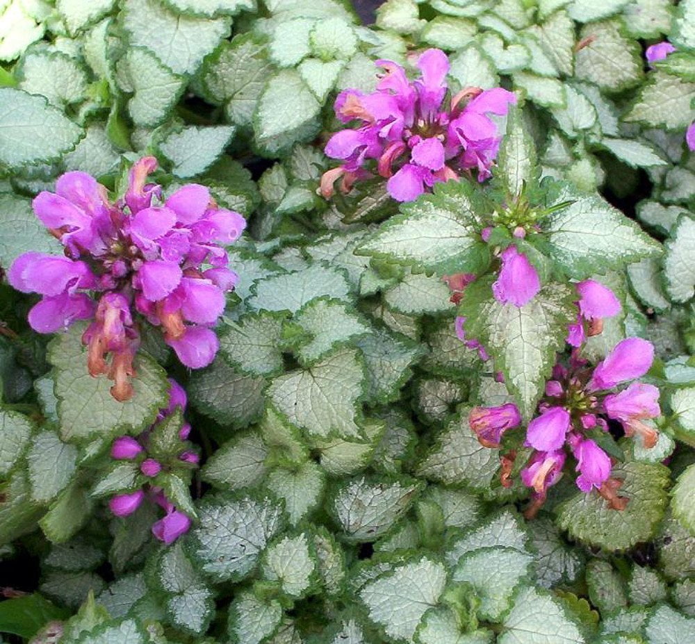Lamium Beacon Silver
