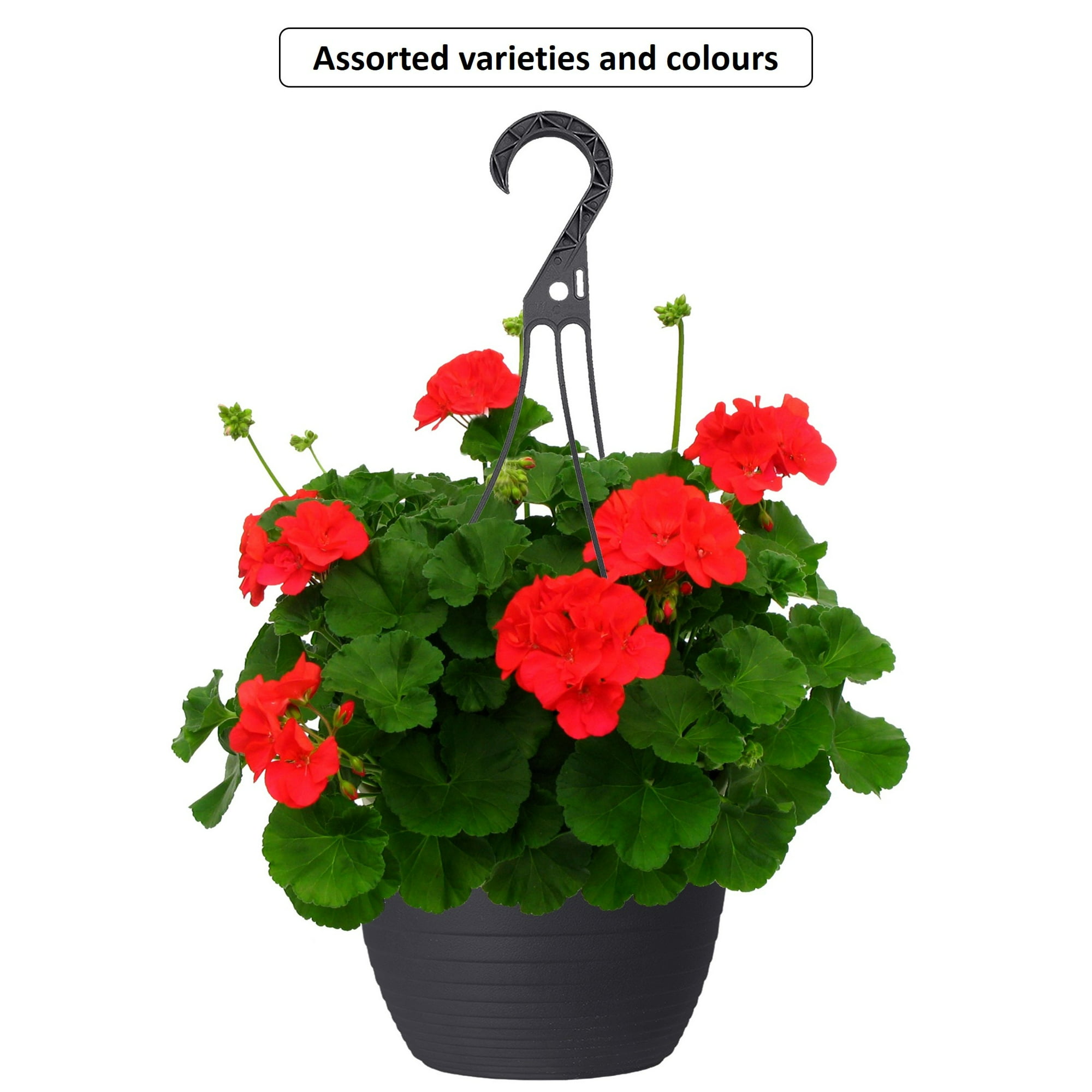 Click here for Expert Gardener #10 Everyday Hanging Basket Flower... prices