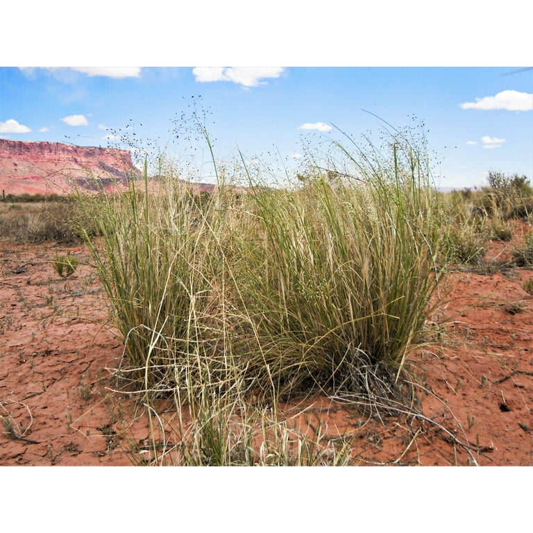 Indian Rice Grass Seeds