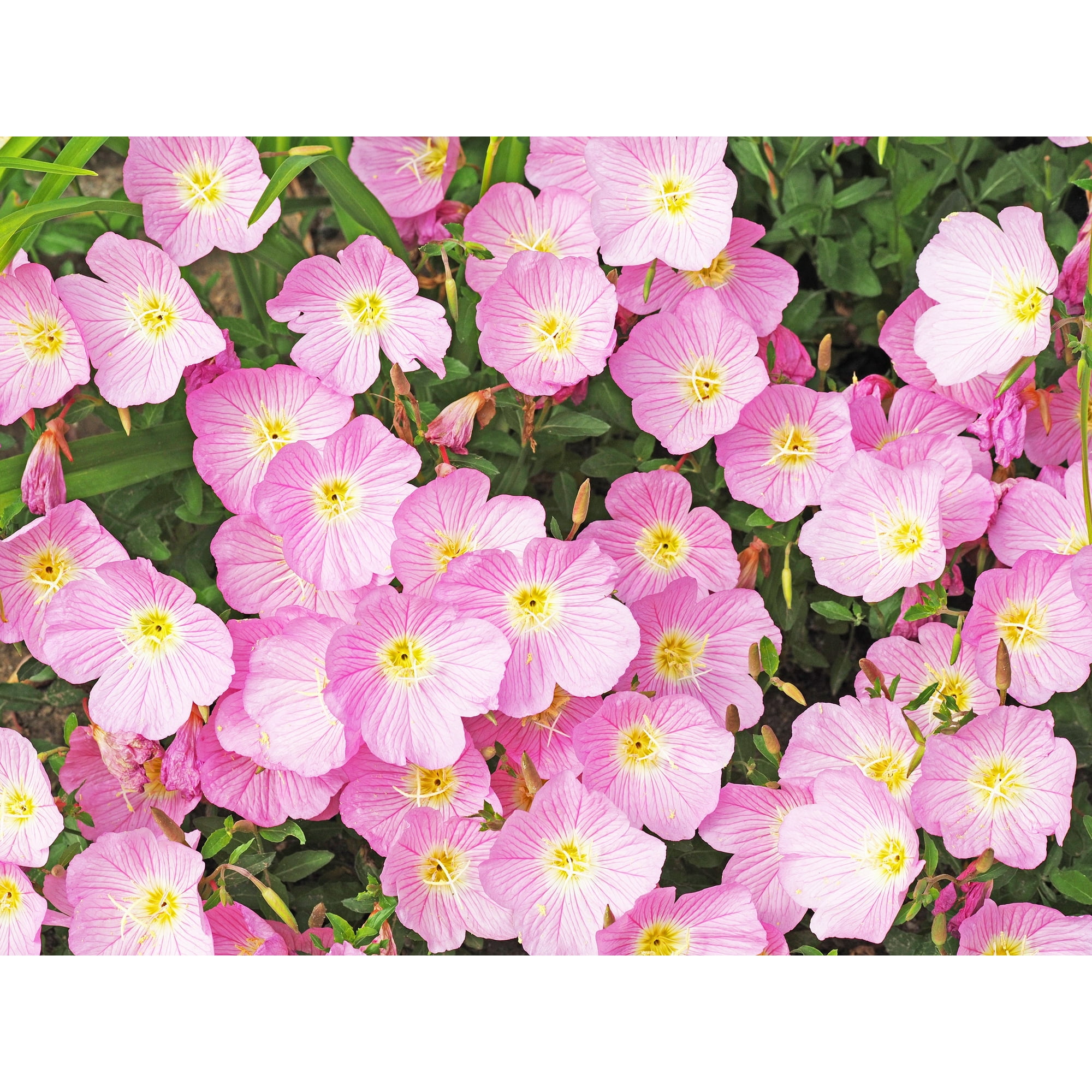 Pink Evening Primrose Plant