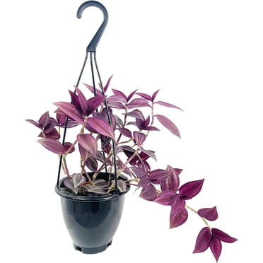 House Plant 4-SUCC-CALLISIA-BOLIVIAN.JEW 4 in. Pot Bolivian Wandering ...