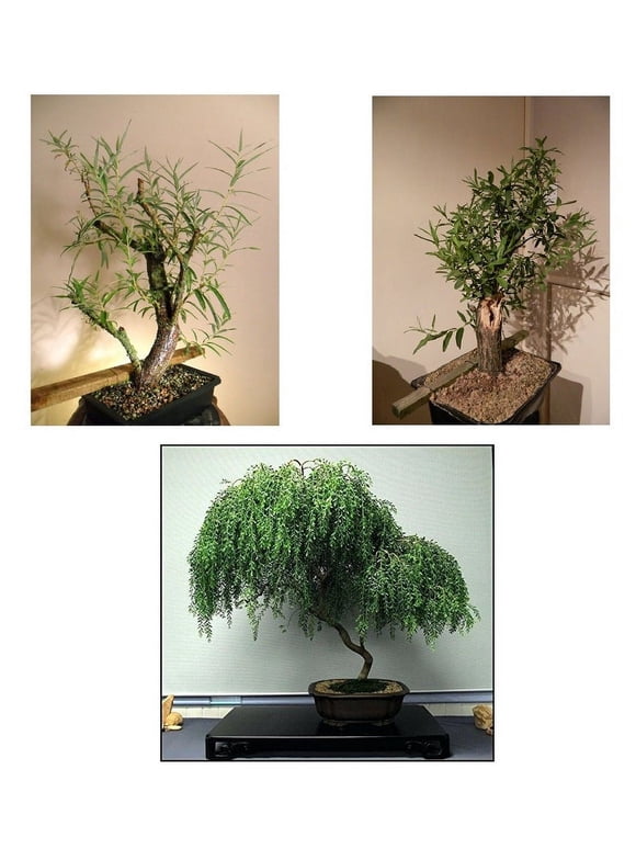 Bonsai Trees in Indoor Plants - Walmart.com