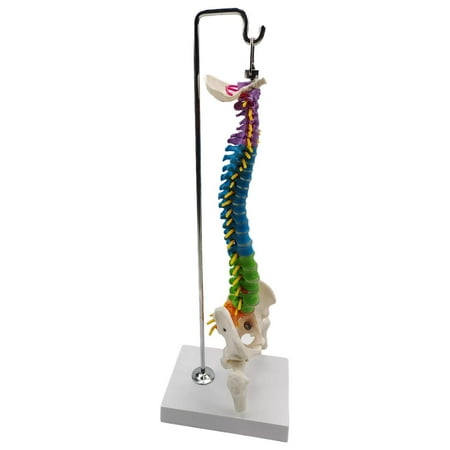 wolftale Flexible Spine Model for School Biology Demonstration Class ...