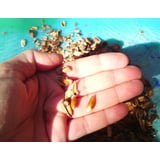 TomorrowSeeds - Stone Pine Tree Seeds - 15+ Count - For 2025 Planting ...