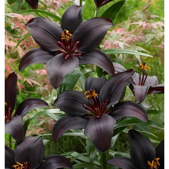 3 Blackstone Lily Bulbs for Planting - Lilium Flowers - Walmart.com