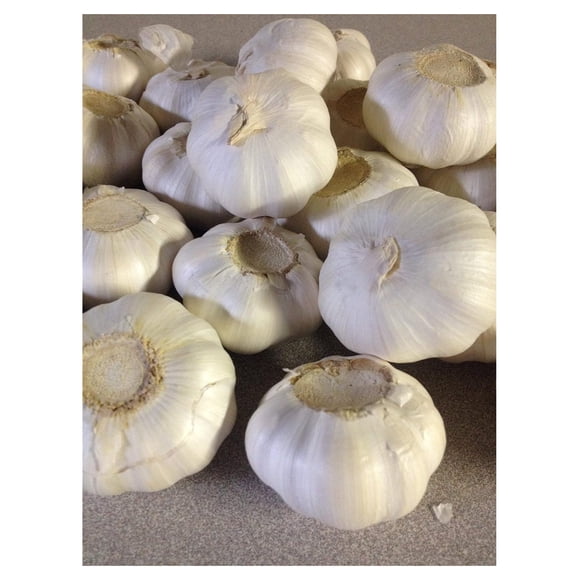 Organic Garlic Bulbs Planting