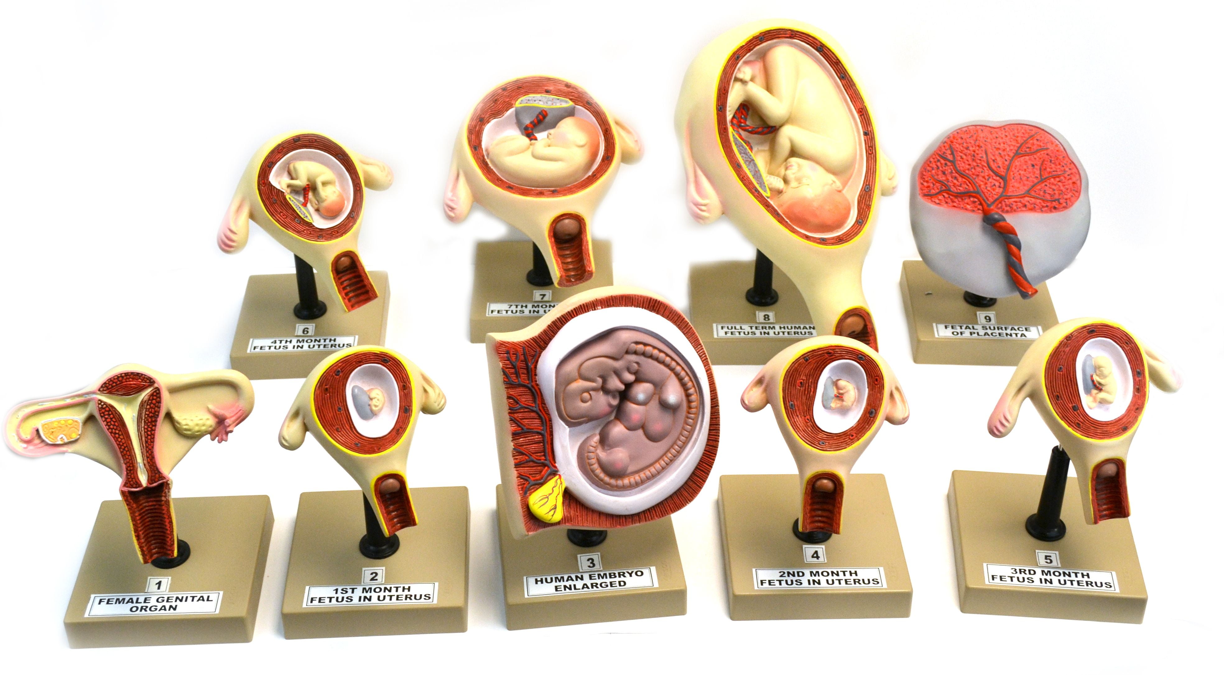 Eisco Labs Pregnancy Series - Embryonic/Fetal Development, Set of 9 ...