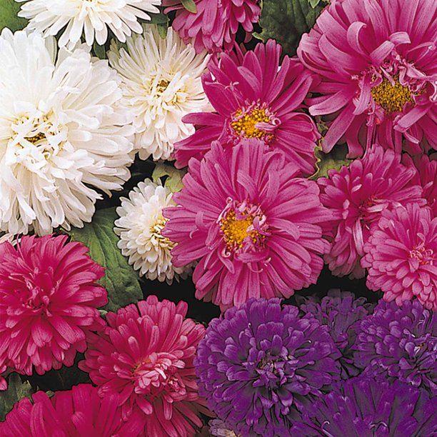Aster - Pot N Patio Flower Seed Mix - 1000 Seeds - Annual Garden Bloom ...