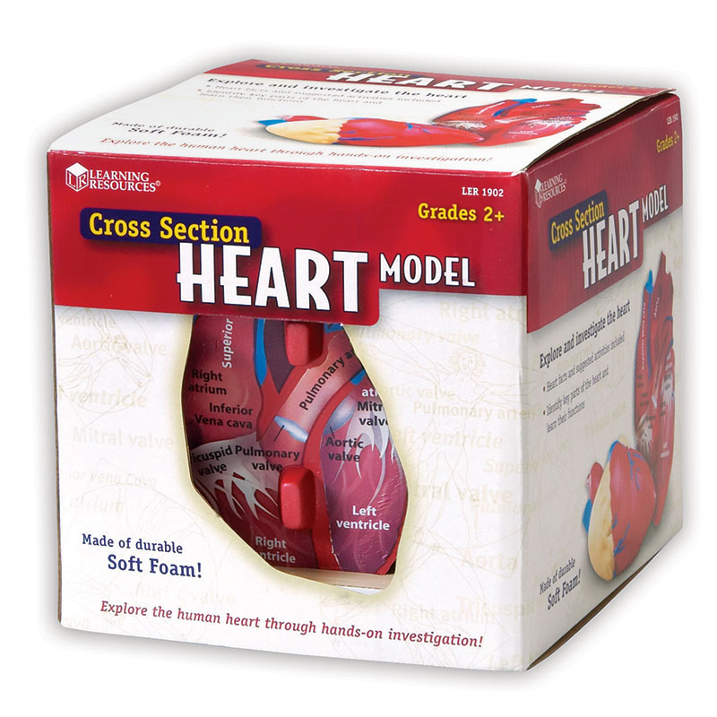 Soft Foam Cross-Section Human Heart Model | Bundle of 10 Each - Walmart.com