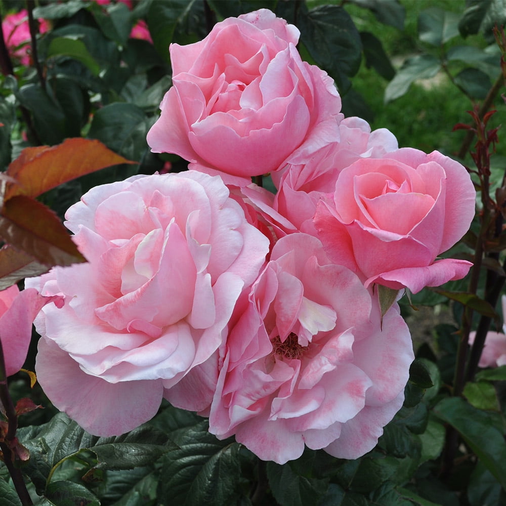 Heirloom Roses - Queen Elizabeth® Grandiflora Rose Plant - Pink Rose ...