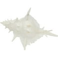 Alabaster Murex Seashell 4-5" - Walmart.com