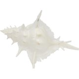 Alabaster Murex Seashell 4-5" - Walmart.com