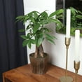 Just Add Ice 14-16" Money Tree Live Plant in 5" Brown Wood Pot, House ...