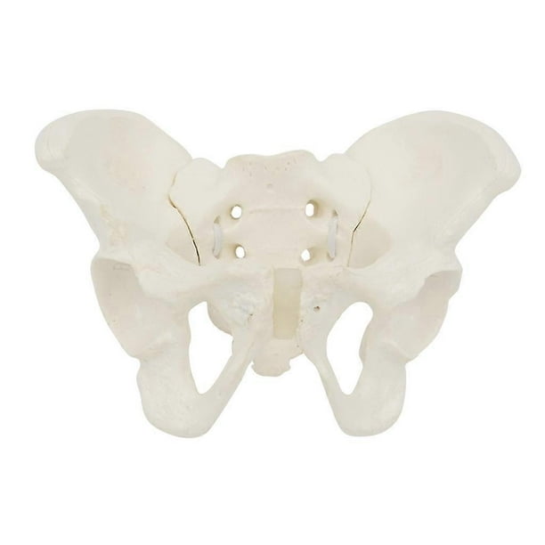 Modelo de pelvis femenina de tamaño natural, modelo anatómico, modelo ...