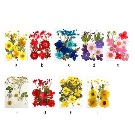 Dried Flowers Set Making Real Flower Decal Filling Colorful Pressed ...