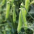 Burpee Easy Peasy Pea Seeds - Non-GMO, Shelling Pea, Easy to Grow ...