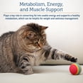 Rx Vitamins LiquiCarn - Pure L-Carnitine for Dogs and Cats to Aid in ...