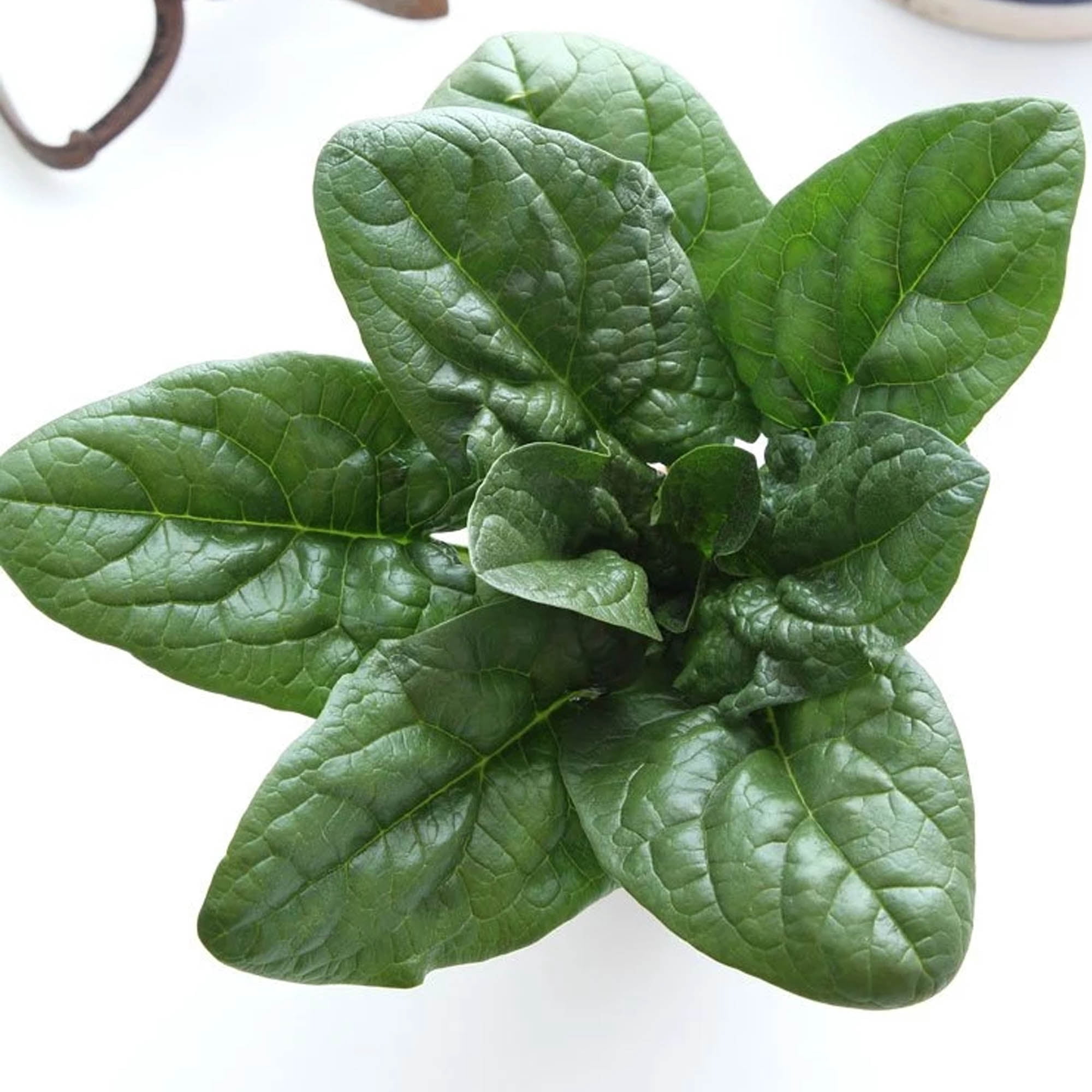 Carmel Spinach F1 Hybrid - 1/4 LB ~8,000 Seeds - Non-GMO Vegetable ...