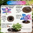 Rainbow Colorful Midnight Blue Hostas-Beautify Environment Exquisite ...