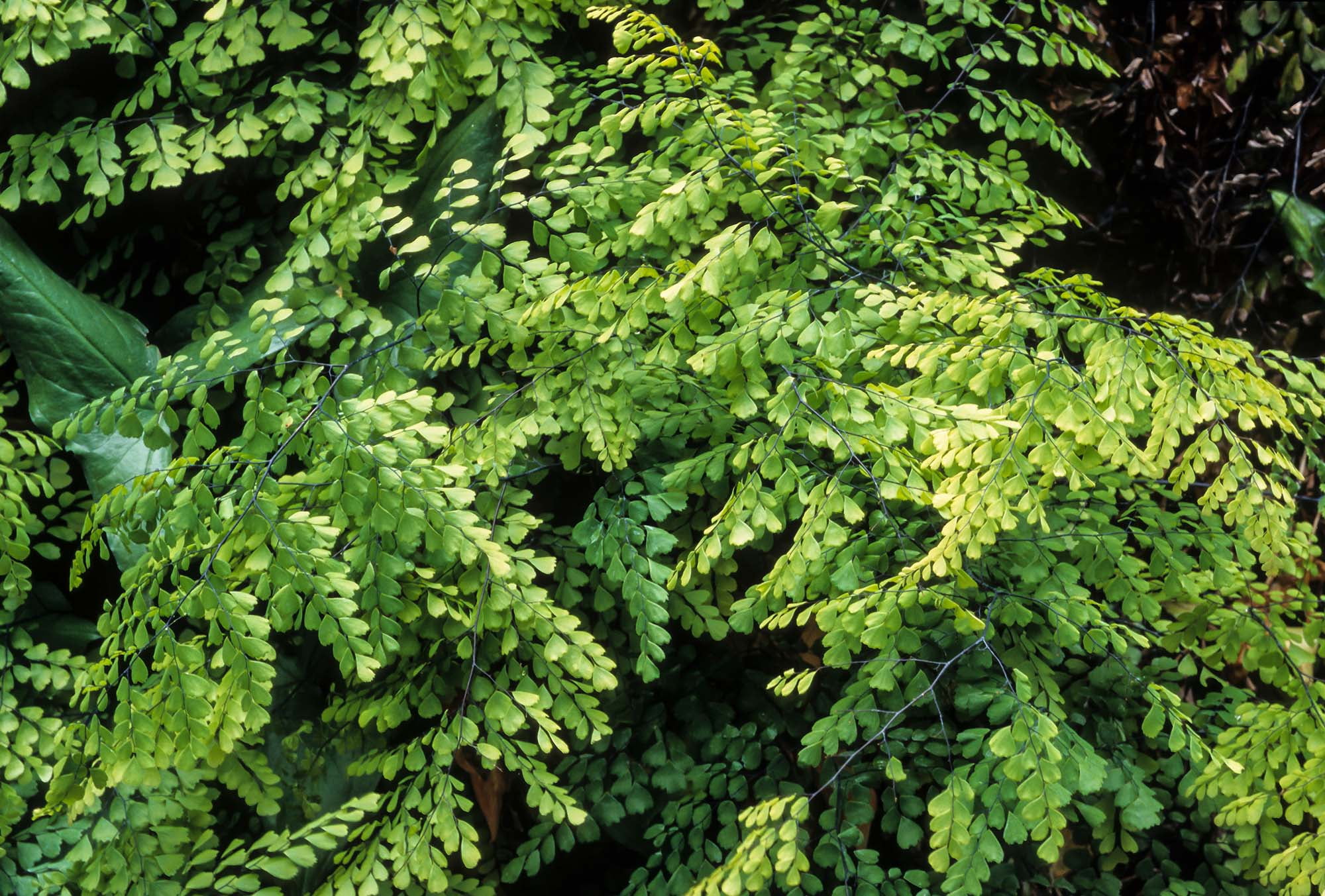 Hardy Himalayan Maidenhair Fern - Adiantum venustum - 4" Pot - Walmart.com