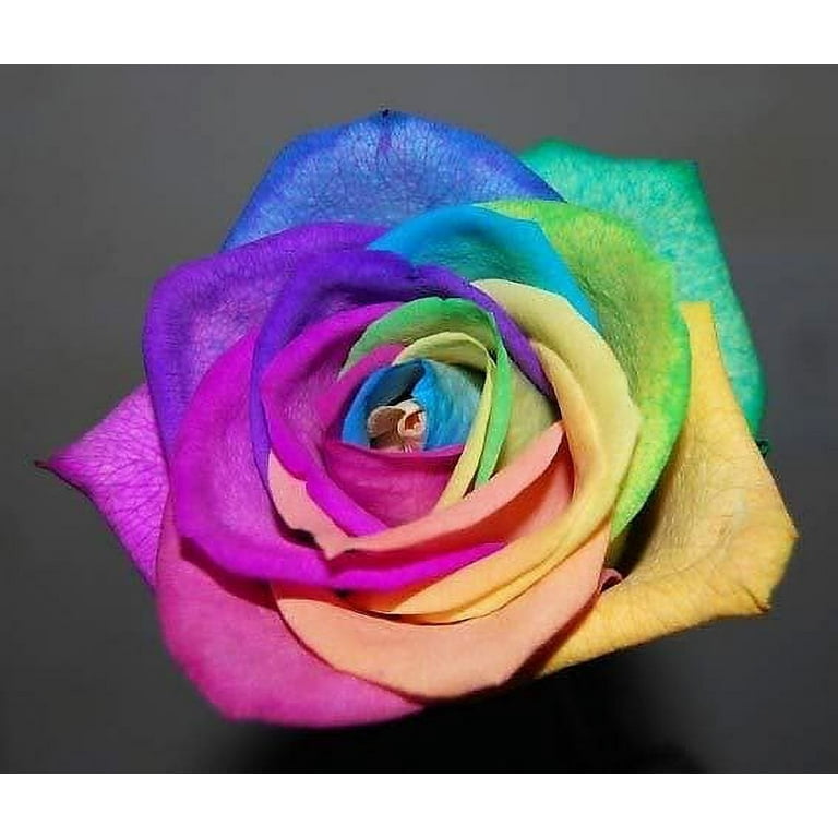 Real Rainbow Rose Growing