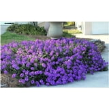 Purple Moss Verbena Seeds | 100 Seeds | Stunning Groundcover with ...
