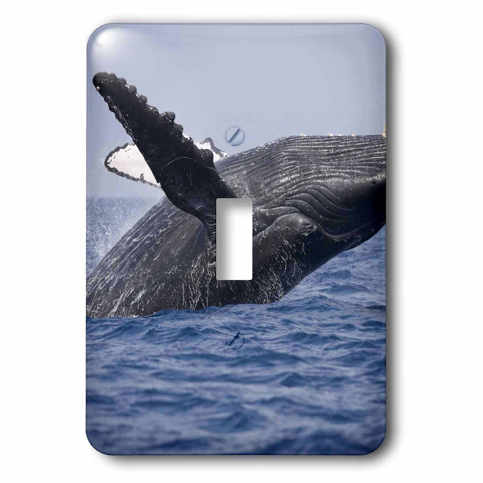 Hawaii, Big Island, Humpback Whale breaching - US12 PSO0005 - Paul ...