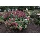 Jumbo Pint Flare Hardy Hydrangea (Paniculata) Live Shrub, White and ...