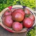 Bonnie Plants Cherokee Purple Heirloom Non-GMO Tomato Plant - 19 oz ...