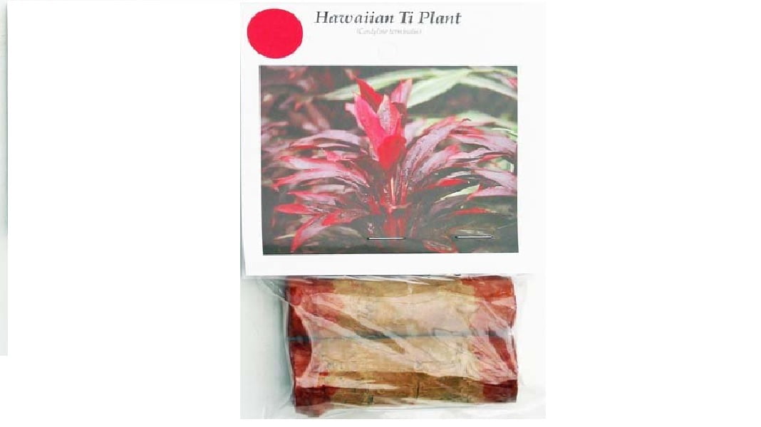 Hawaiian Live Red Cordyline Fruticosa Ti Leaf Plant Logs – 1 Pack 2 ...
