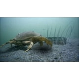 AirFly Crab Snare 6-Loops 5oz Crab Trap for Fishing Pole: Catches ...