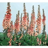 6000 Apricot Foxglove Seeds Digitalis Dalmatian Dwarf Beauty Faerie ...